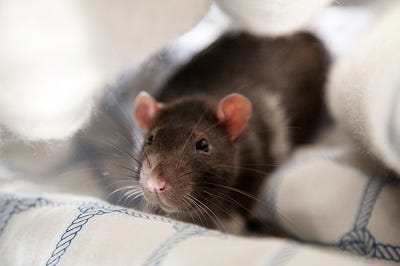 A Handy Guide to Preventing Pesky Palm Rats from Damaging Your Home ...