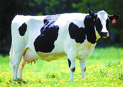 A Vaca. Eu devia ser uma vaca. não dessas vacas… | by Vanessa Andrade ...