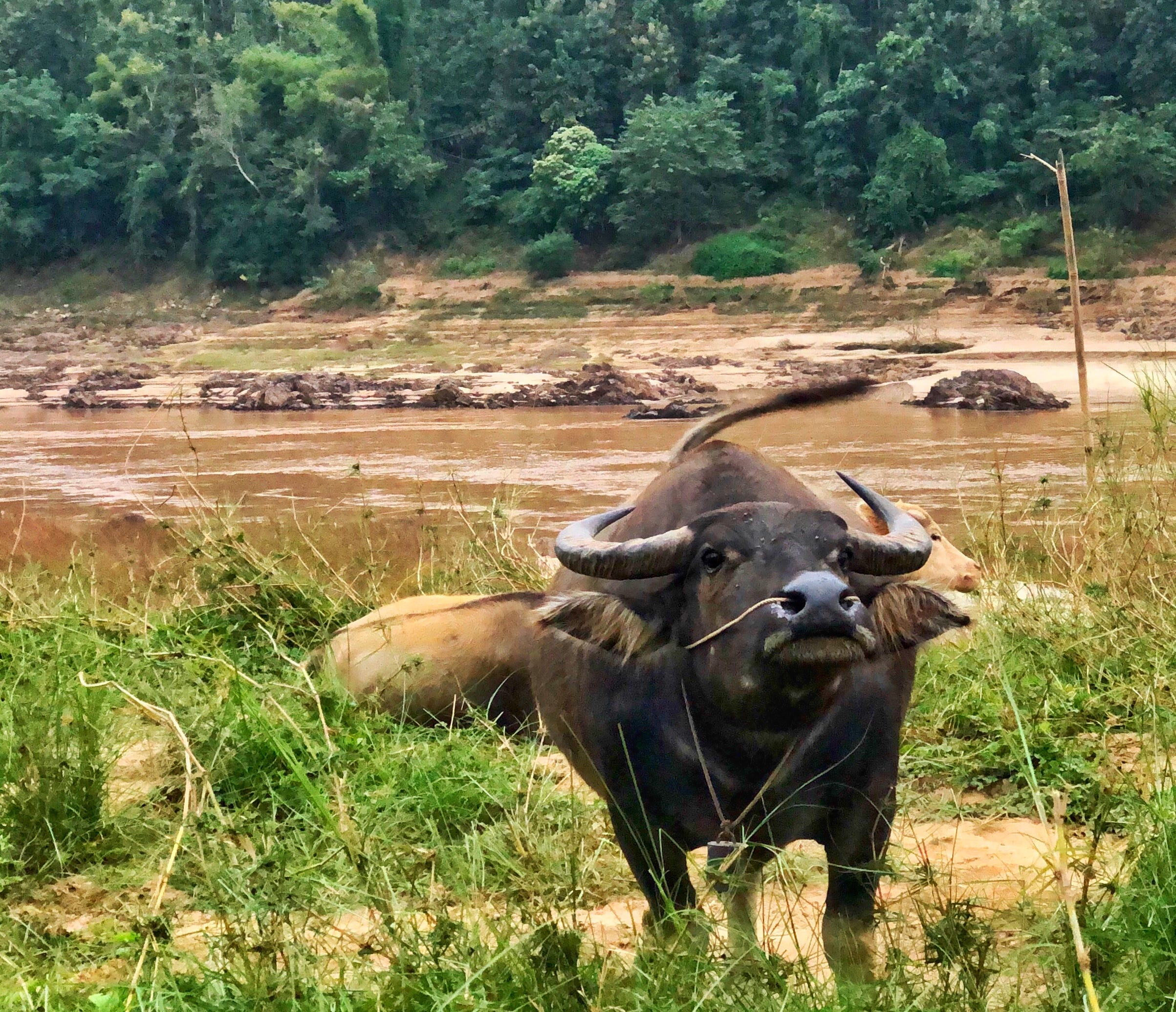 Elephants and the mighty Mekong. A week in Laos. | by Rada Jones MD MBA ...