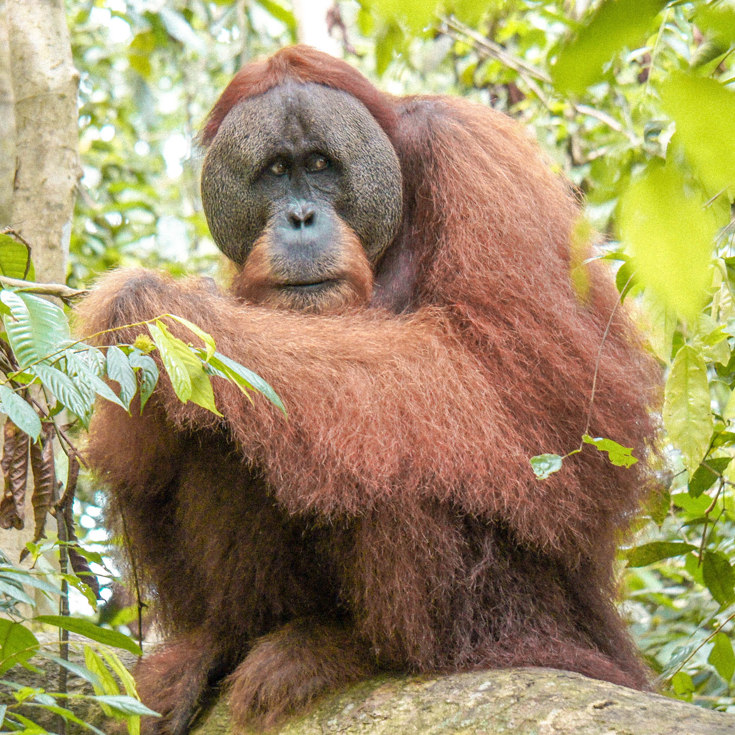 Orangutan Sitting Down - Asesores