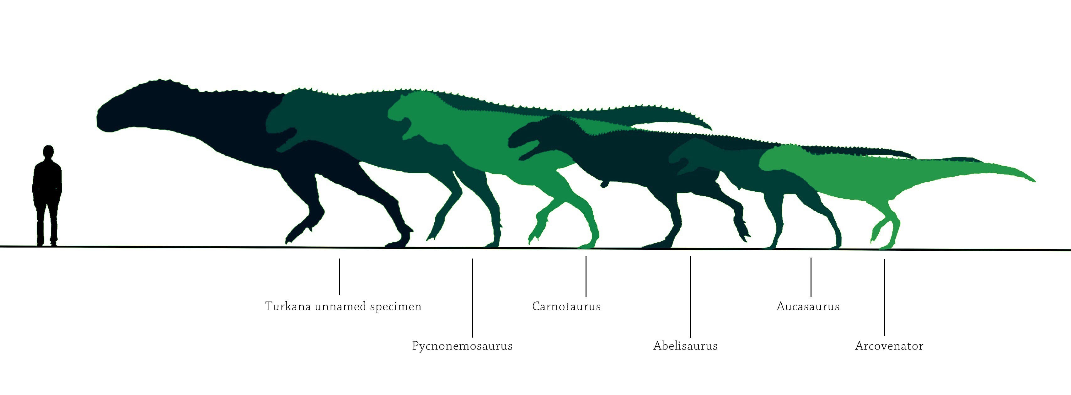 The Abelisauridae, the Rulers of the Cretaceous South | Tales of Prehistory