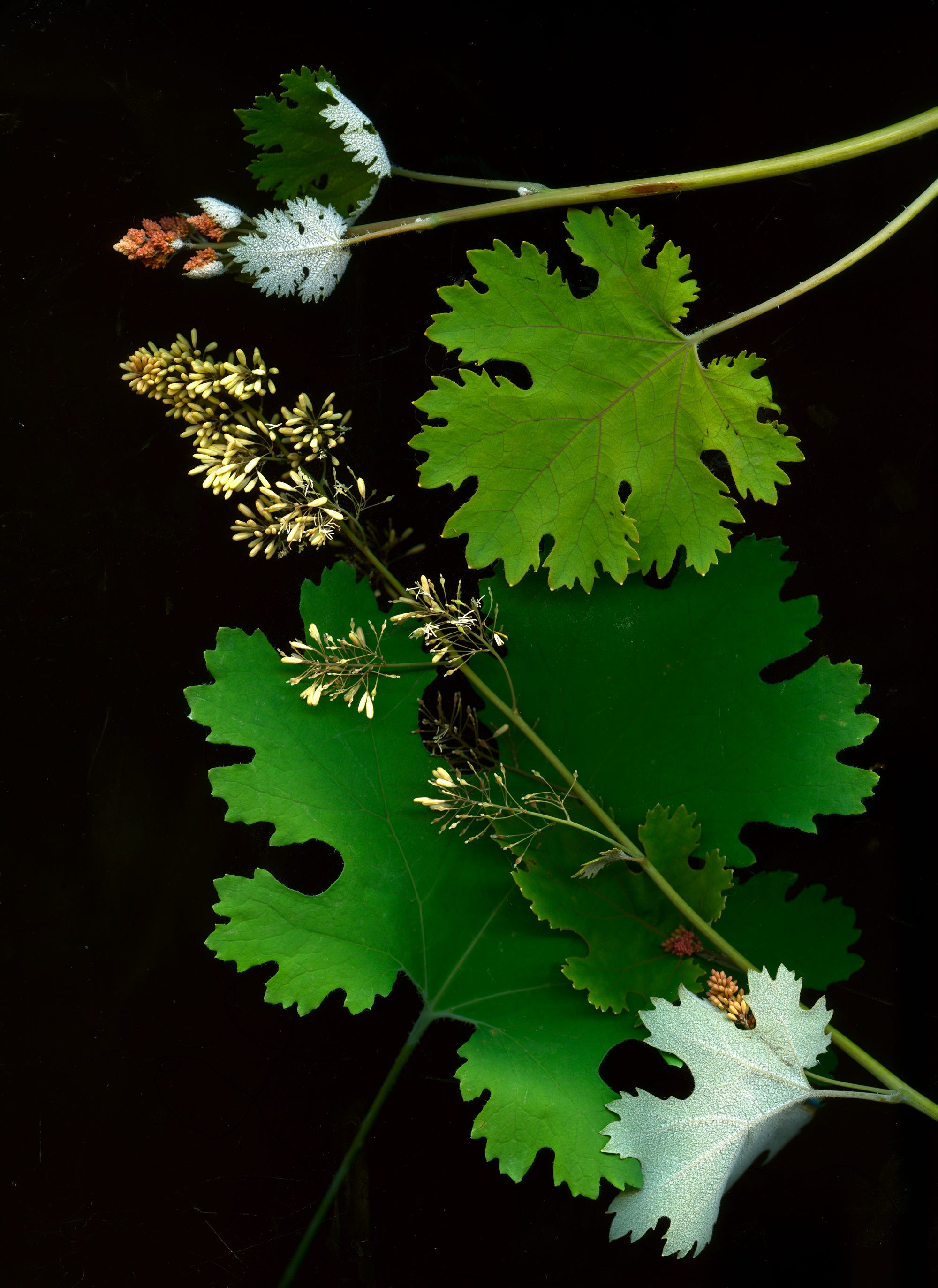 Macleaya cordata — that noble weed | by alexwh | Photographs ...