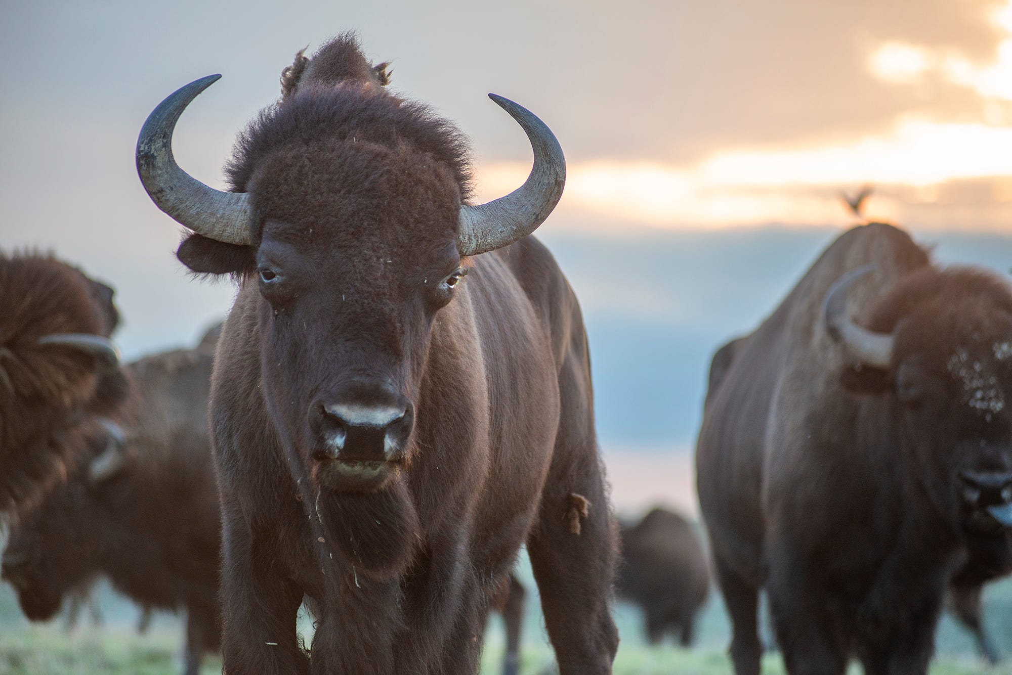 Western ranchers embrace satellites | by Josette Lewis | The Fourth ...