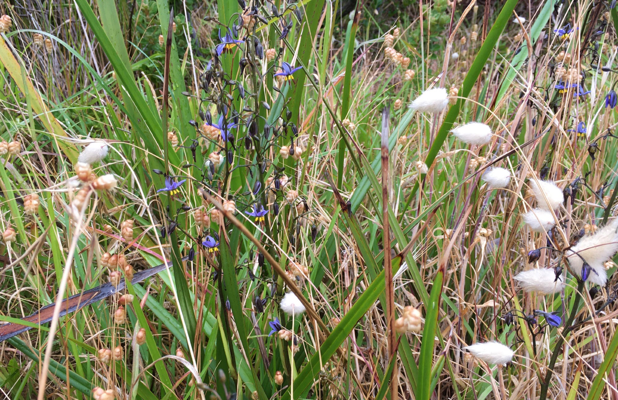Coastal Grasses - a conservation twittle | Weeds & Wildflowers