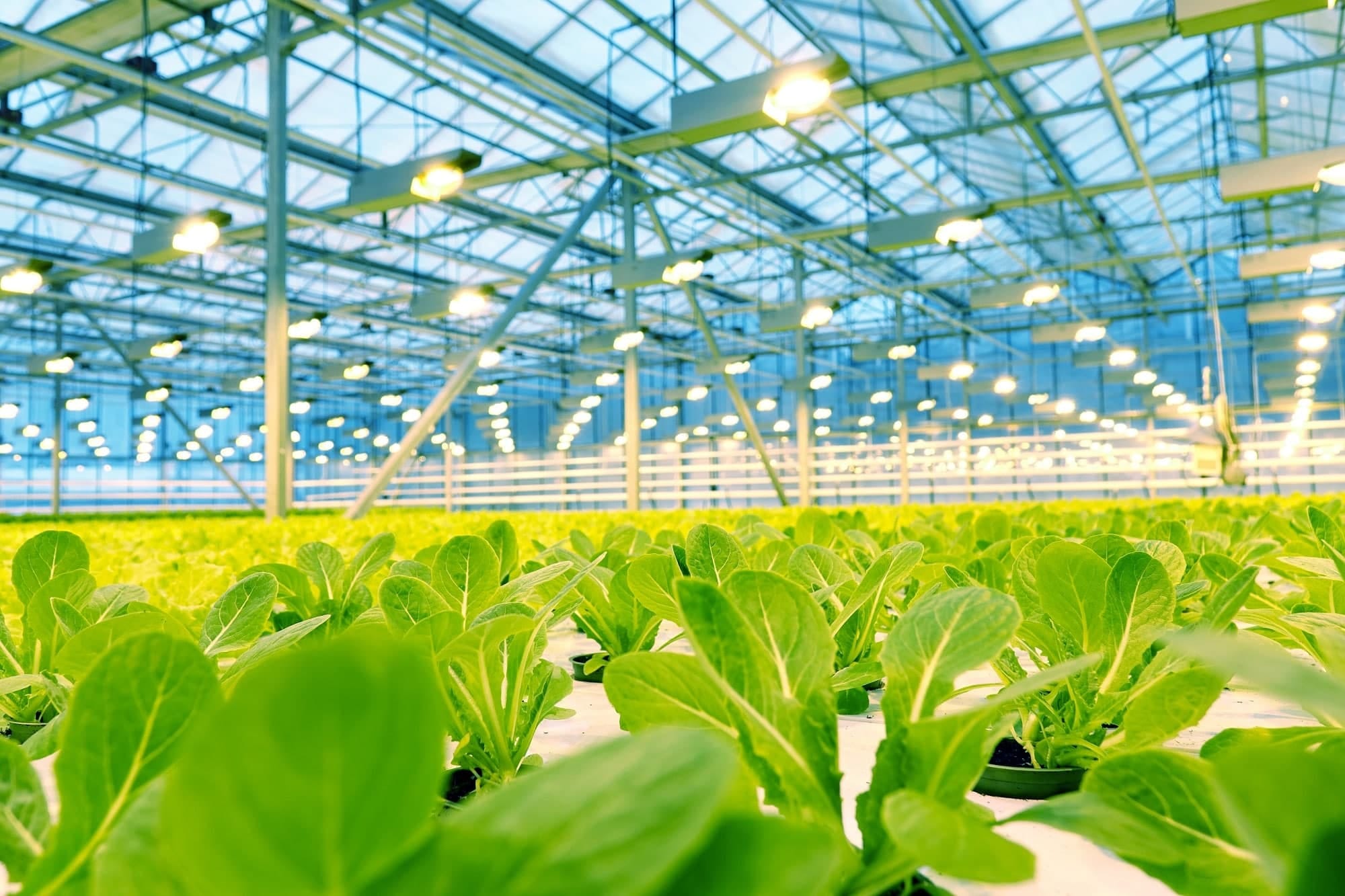 AI and Indoor Farming. In this article, we take a look at how… | by ...