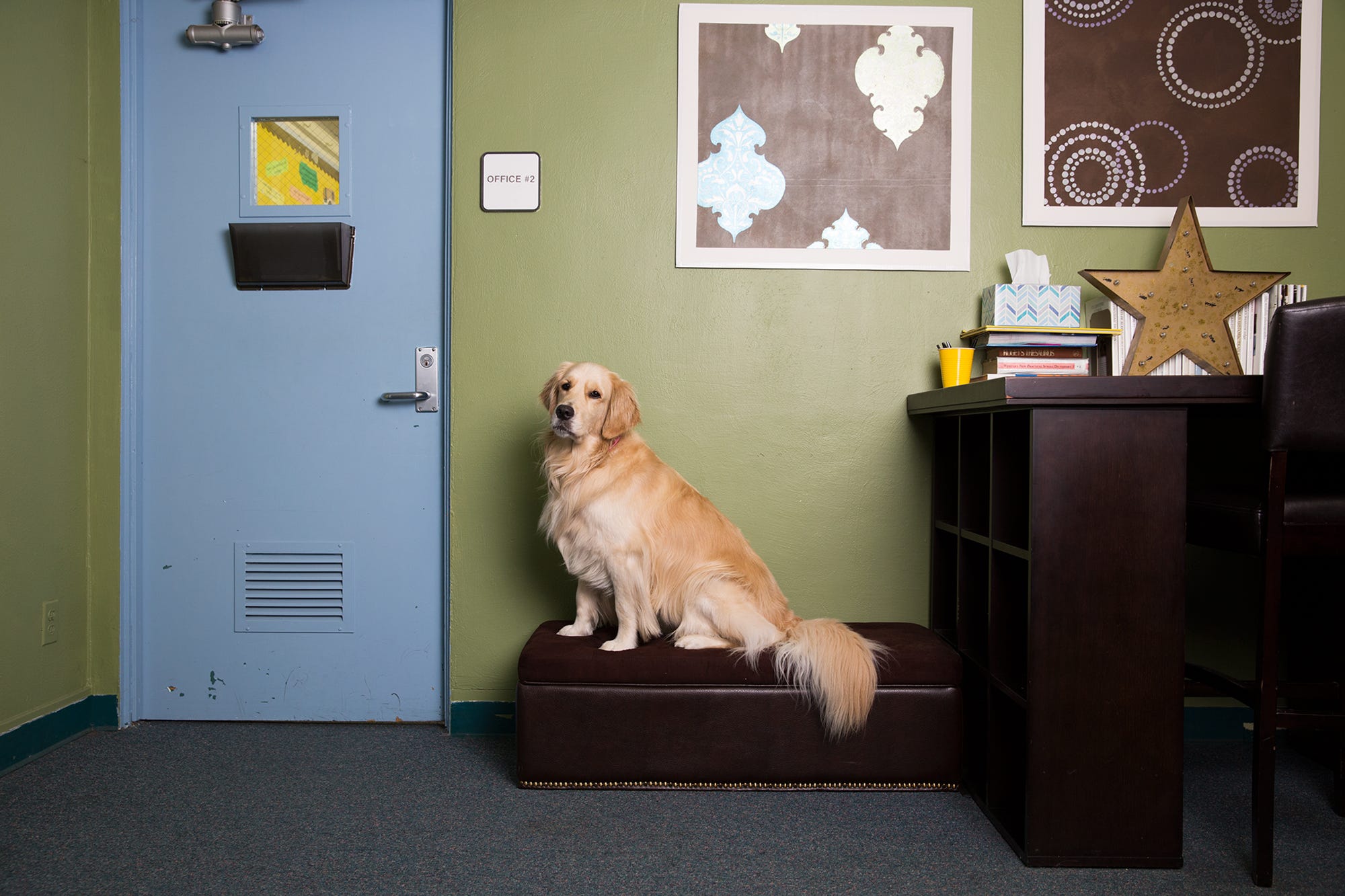 What If Schools Hired Dogs As Therapists? | by Antonia Malchik | BRIGHT ...