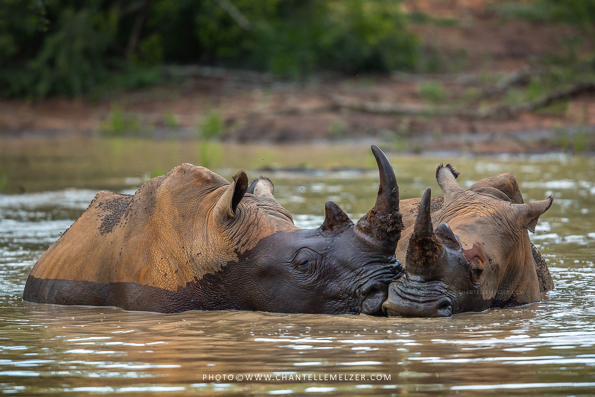 Saving The Rhino: one photograph at a time | by Australian Rhino ...