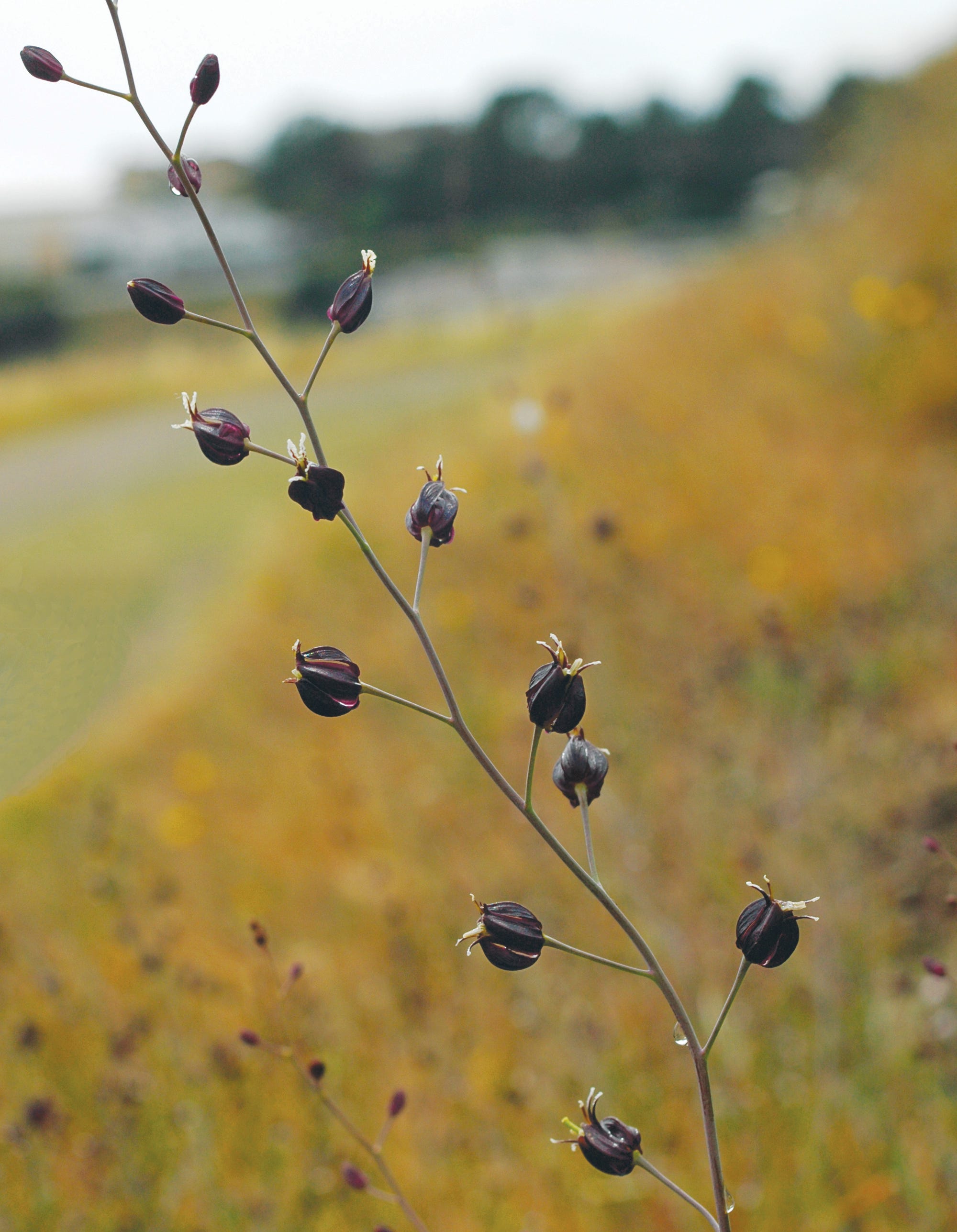 Researchers plant endangered jewelflower on Ring Mountain, ask hikers ...