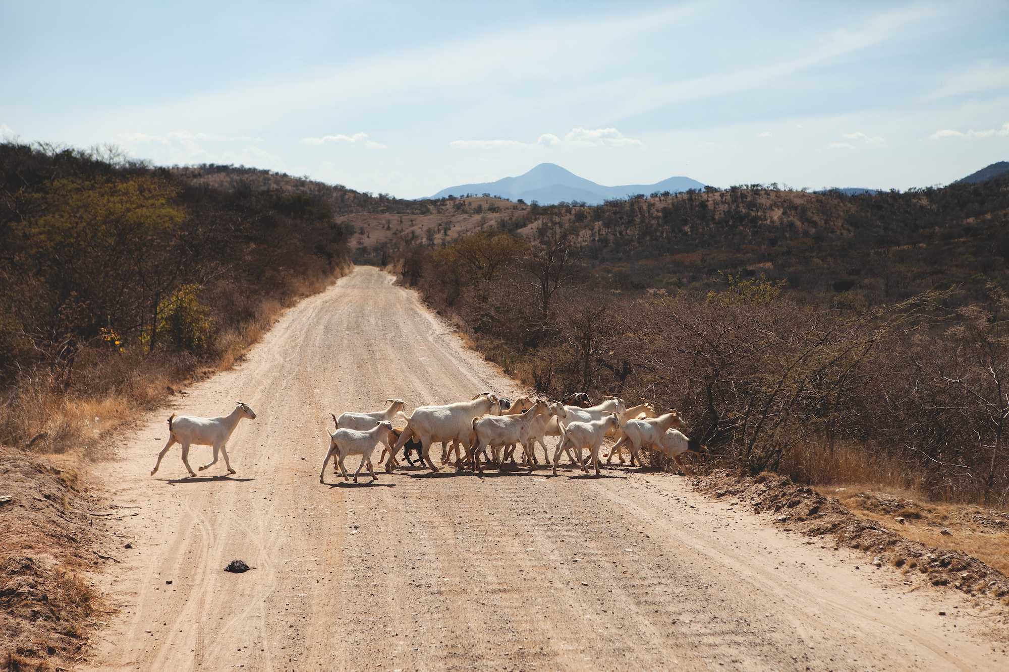 Design for Rural Mexico - Disegno – The Quarterly Journal of Design ...