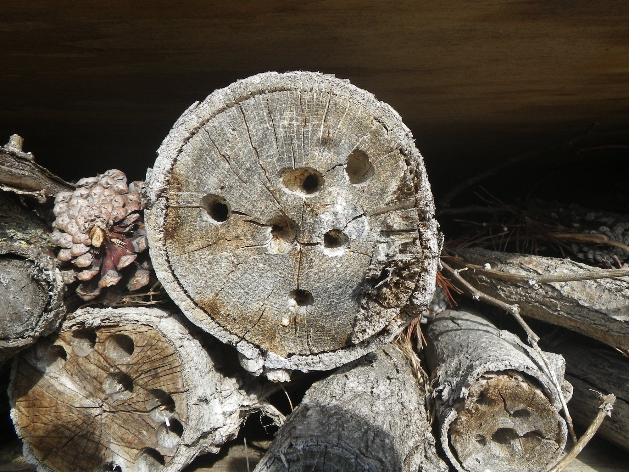 Wild Bark Artists. Identifying the Animals Who Make Their… | by U.S ...