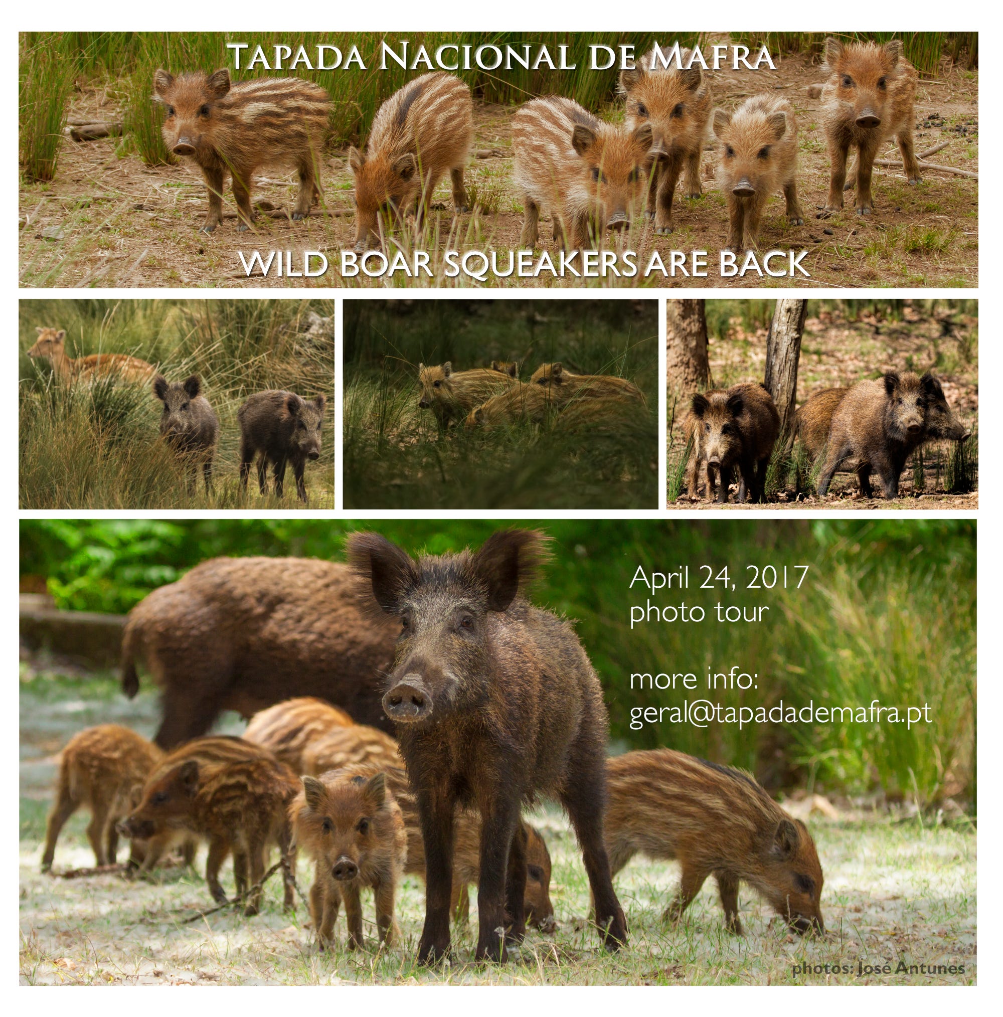 Photographing wild boar squeakers | by Jose Antunes | Photography and ...