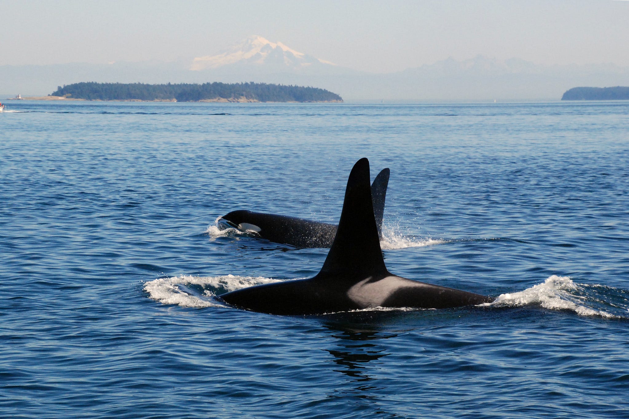 We’re In This Together — Oregon Stepping Up to Save the Southern ...