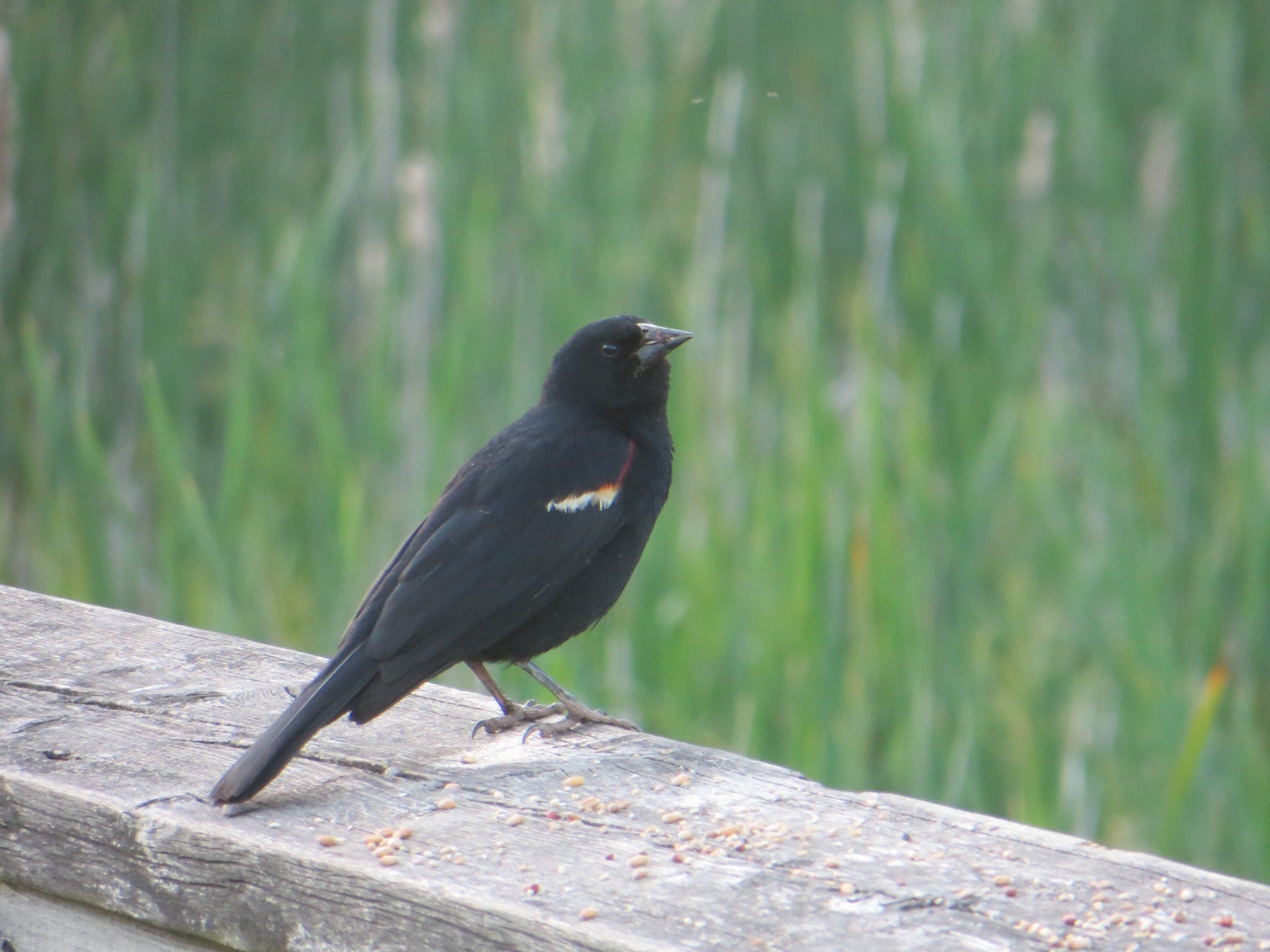 Natural Hamilton in Pictures: Birds - Natural Hamilton in Pictures - Medium