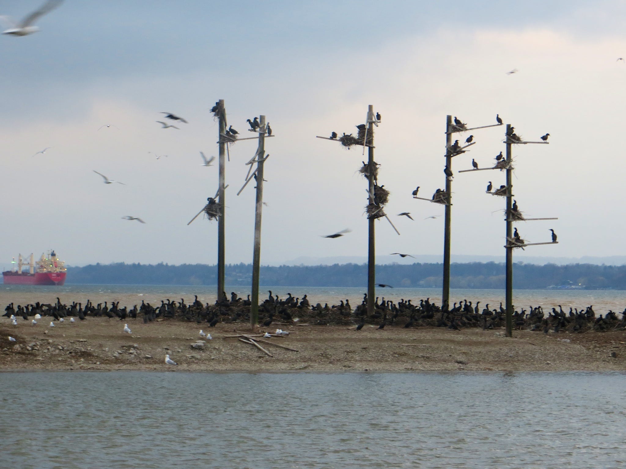 Natural Hamilton in Pictures: Birds - Natural Hamilton in Pictures - Medium