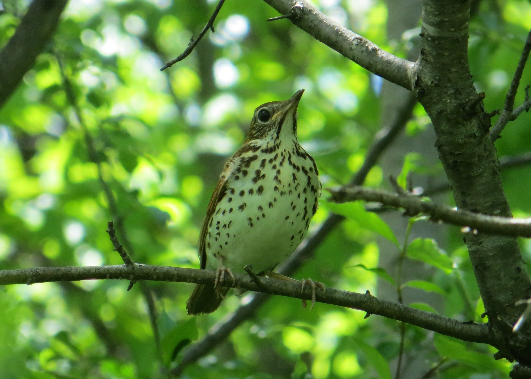 Natural Hamilton in Pictures: Birds | by Rob Porter | Natural Hamilton ...