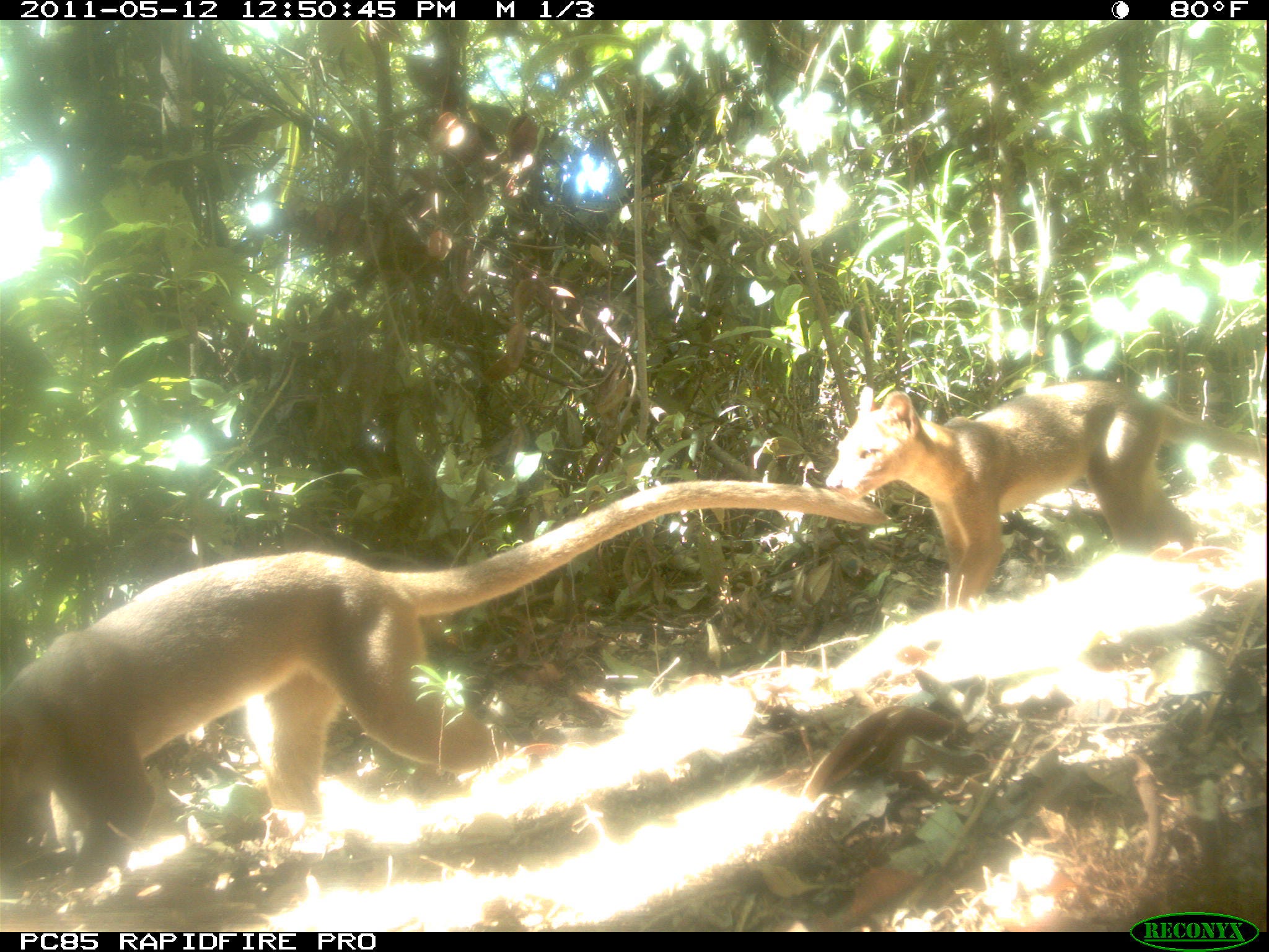 Makira Lessons: Why Do Fosa Eat Soap (Or, Euplerids Are Enigmas)