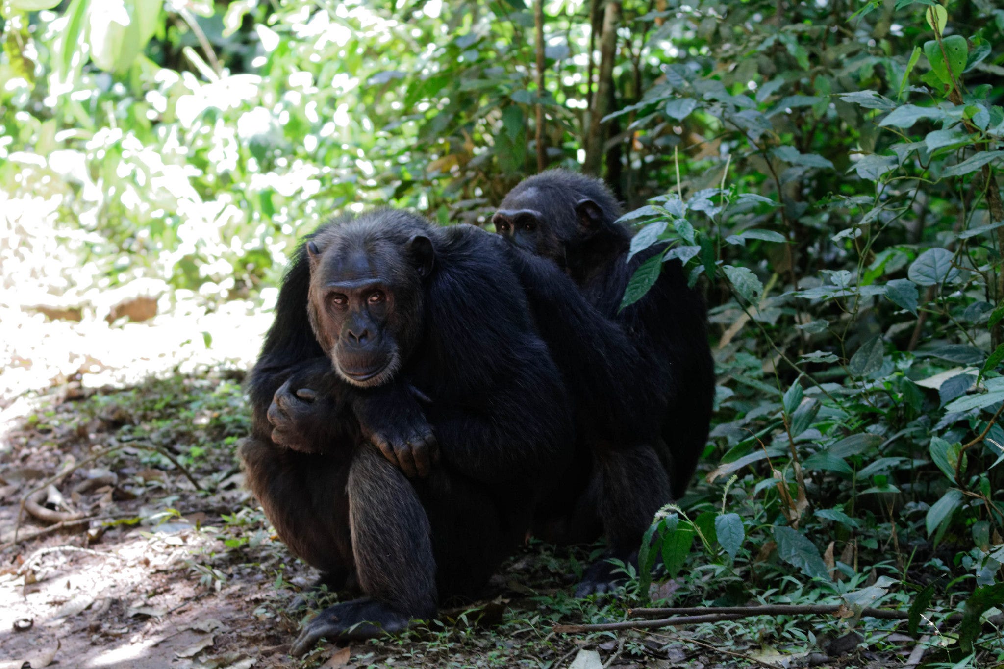 Primate Vocalizations Are Much More Than Gibberish | by SAPIENS ...