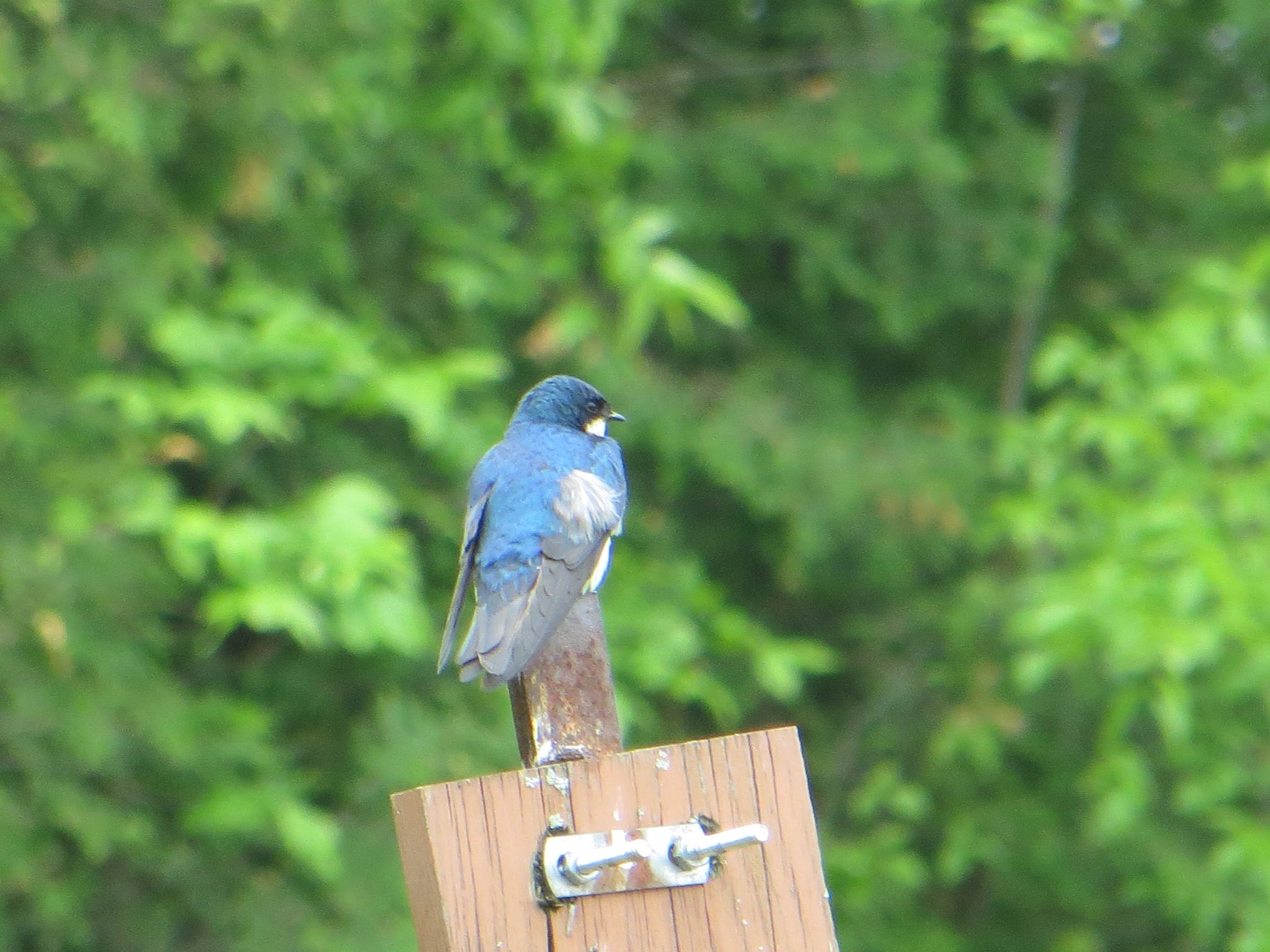 Natural Hamilton in Pictures: Birds - Natural Hamilton in Pictures - Medium