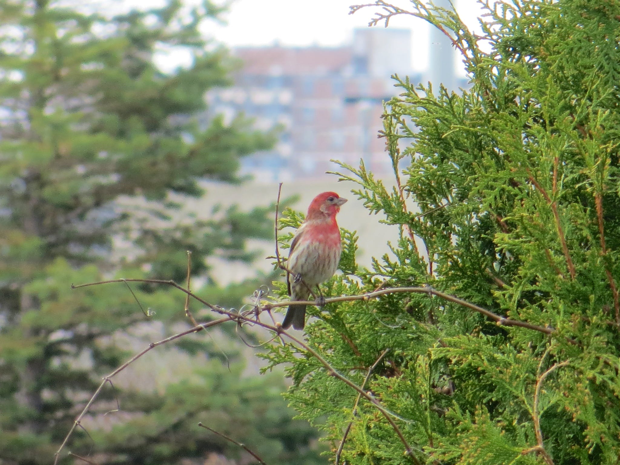 Natural Hamilton in Pictures: Birds - Natural Hamilton in Pictures - Medium