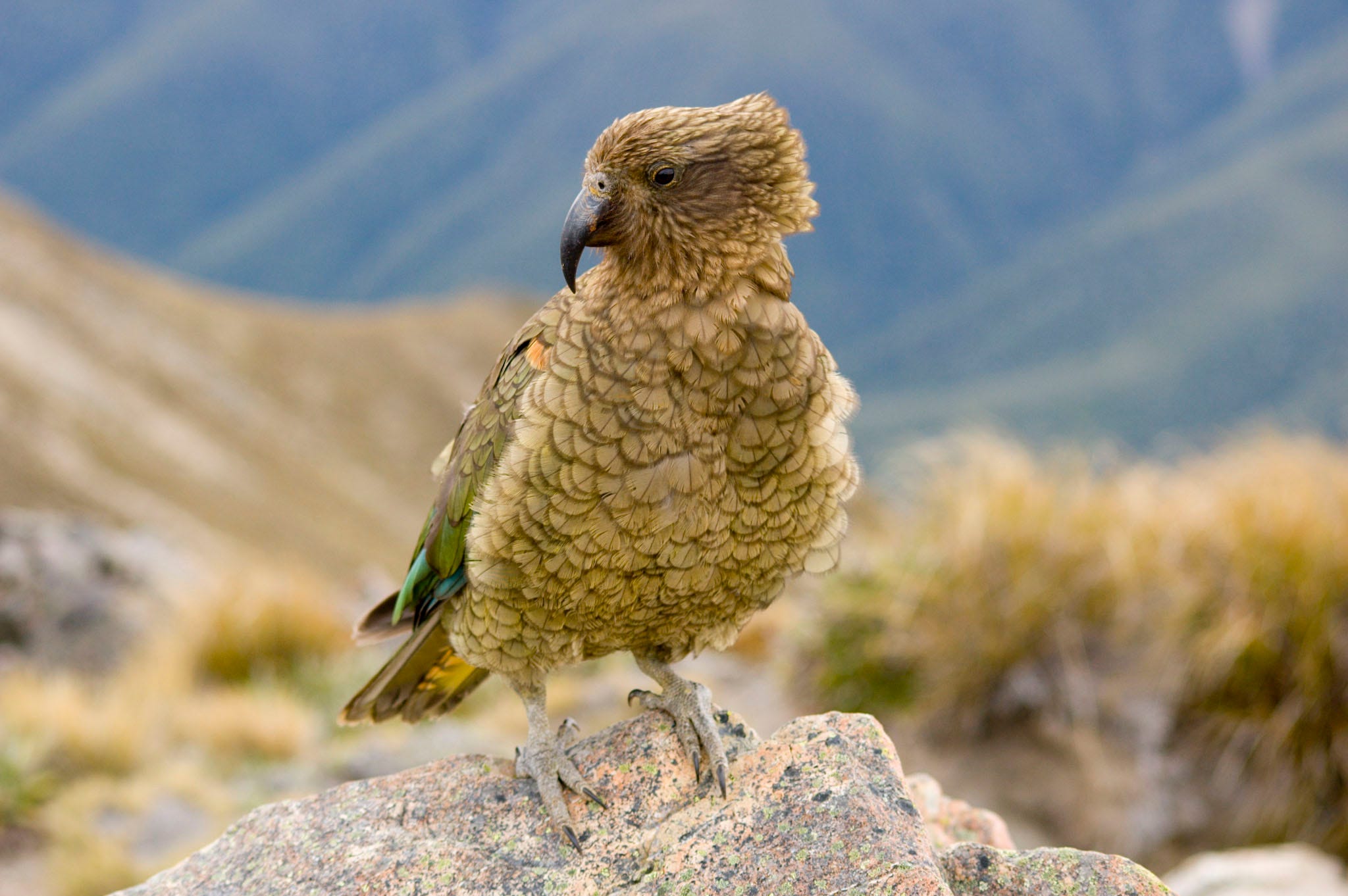 Video: Meet Ajax the Kea Conservation Dog | by Wild Ark | WildArk ...