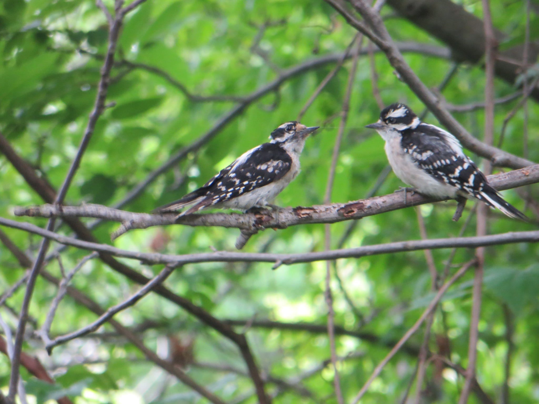 Natural Hamilton in Pictures: Birds - Natural Hamilton in Pictures - Medium