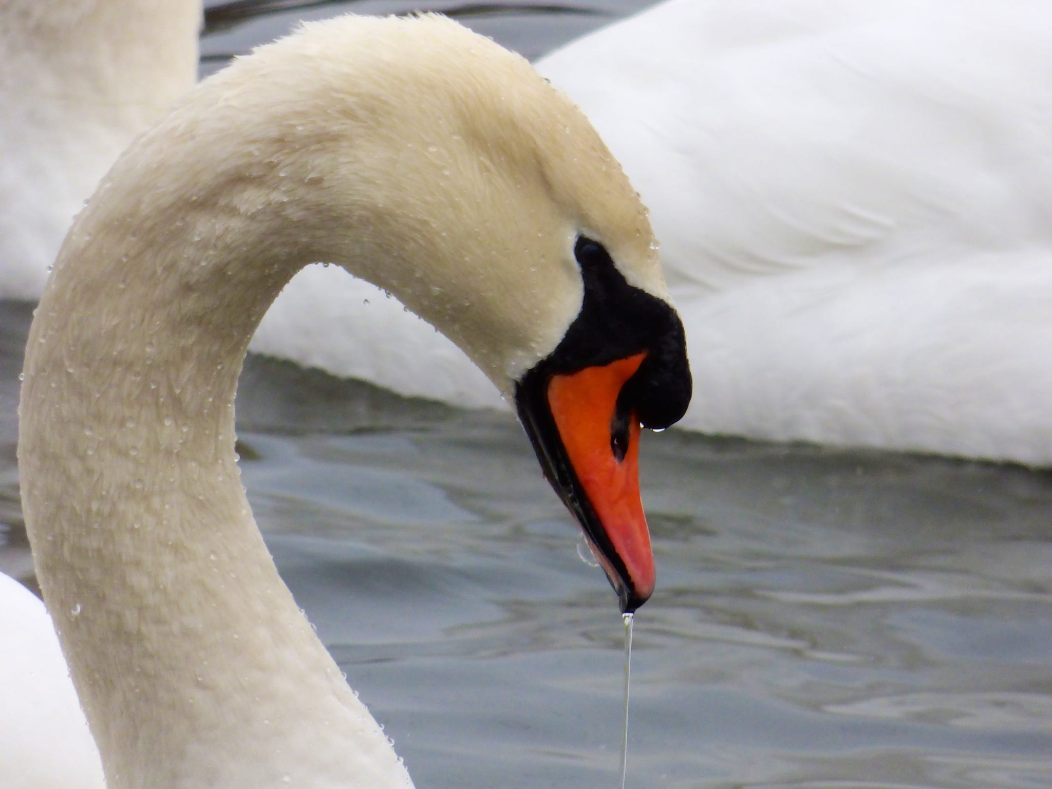Natural Hamilton in Pictures: Birds - Natural Hamilton in Pictures - Medium