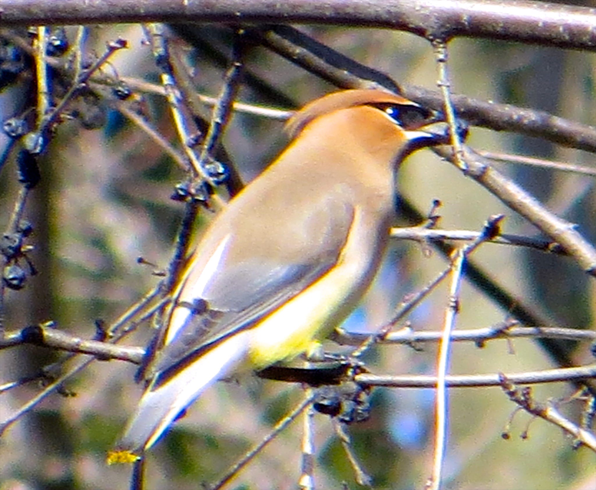 Natural Hamilton in Pictures: Birds - Natural Hamilton in Pictures - Medium