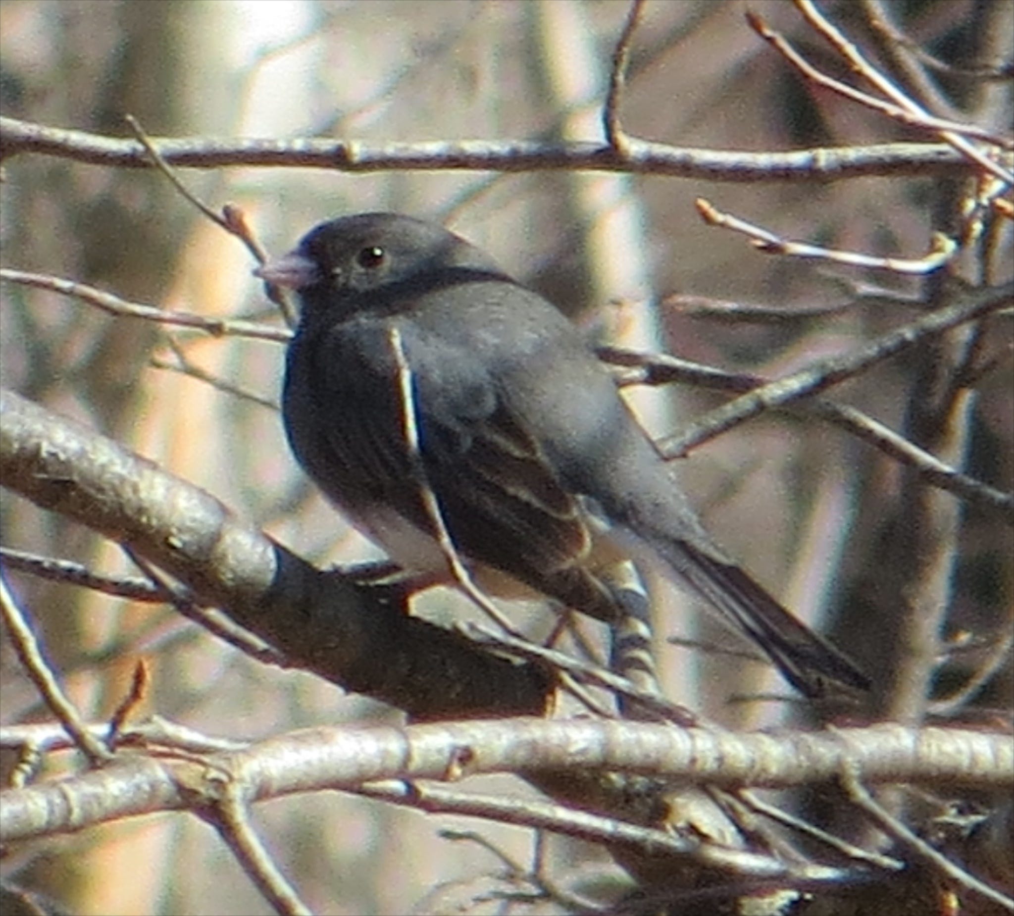 Natural Hamilton in Pictures: Birds - Natural Hamilton in Pictures - Medium
