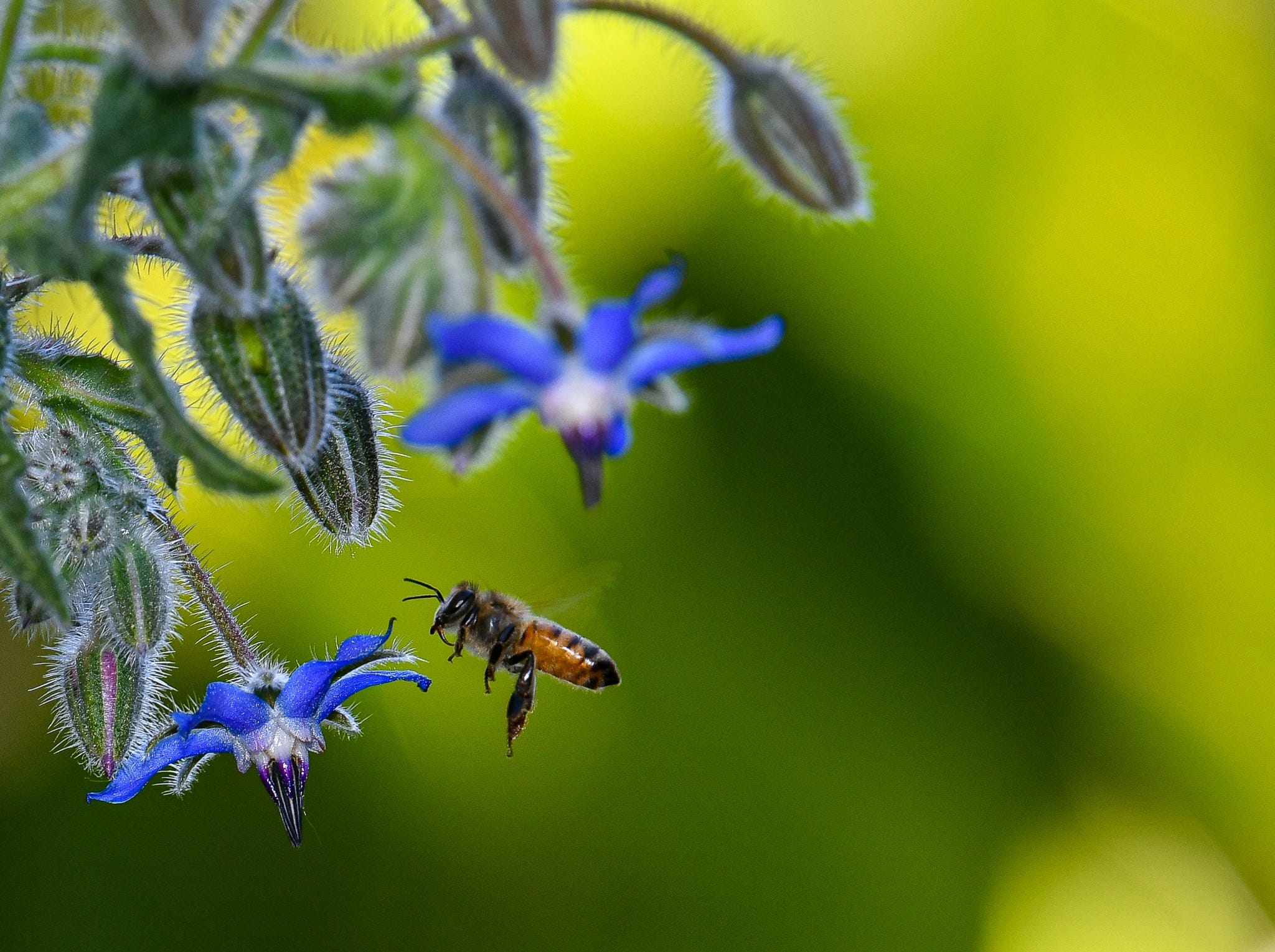 Bees on Borage. These precious pollinators adore the… | by Erika ...