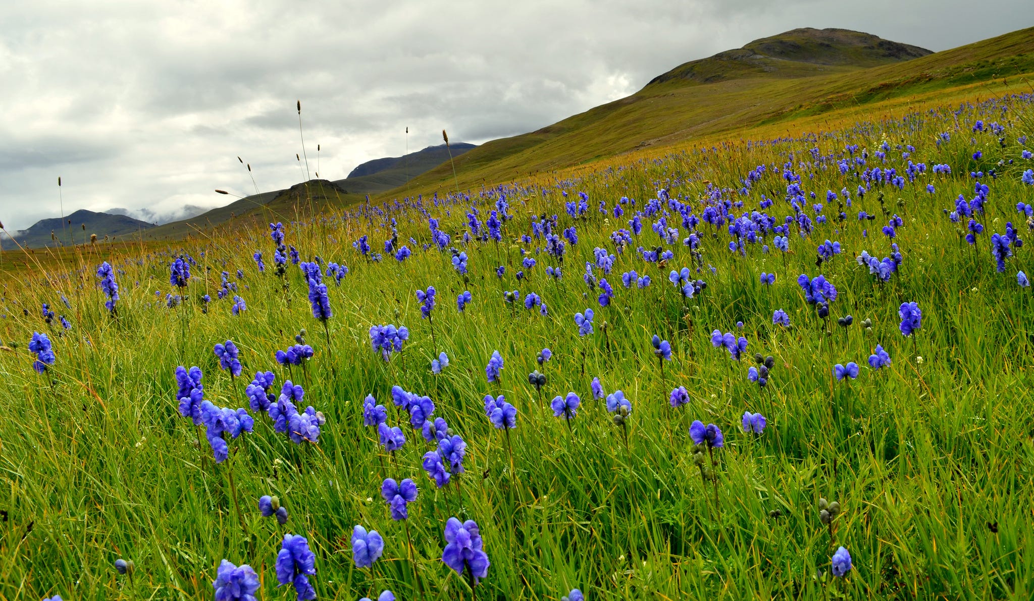 Deosai : The Land of Divine Giants | by Mushfiq Hussain | travelofun ...