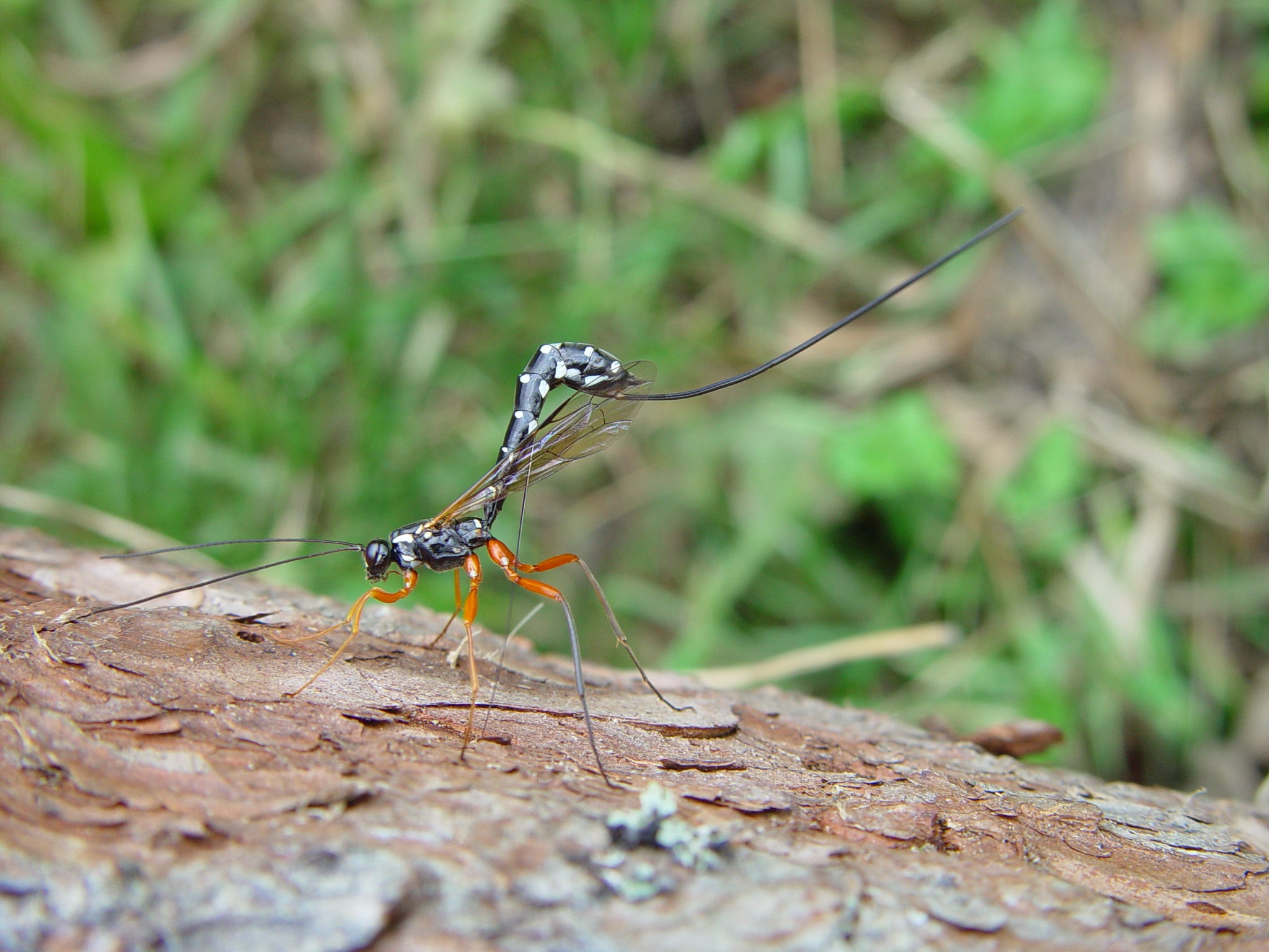 Coined in Basel: The “Darwin wasps” - sci five | University of Basel ...