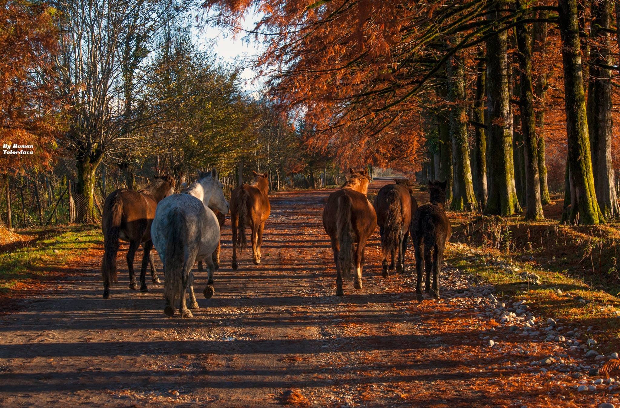 How I Fell in Love with Rural Georgia! | by Natia Pashurishvili | Medium