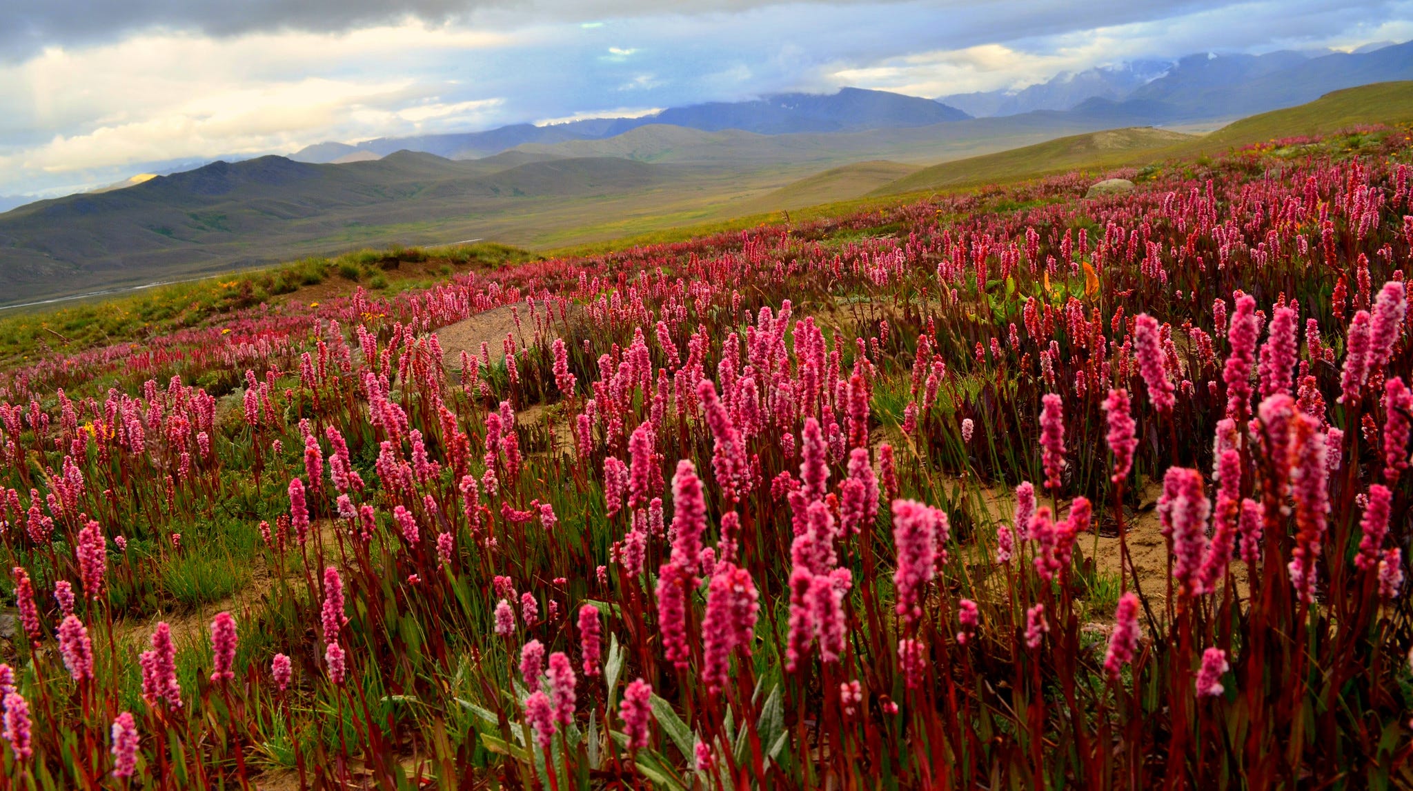 Deosai : The Land of Divine Giants | by Mushfiq Hussain | travelofun ...
