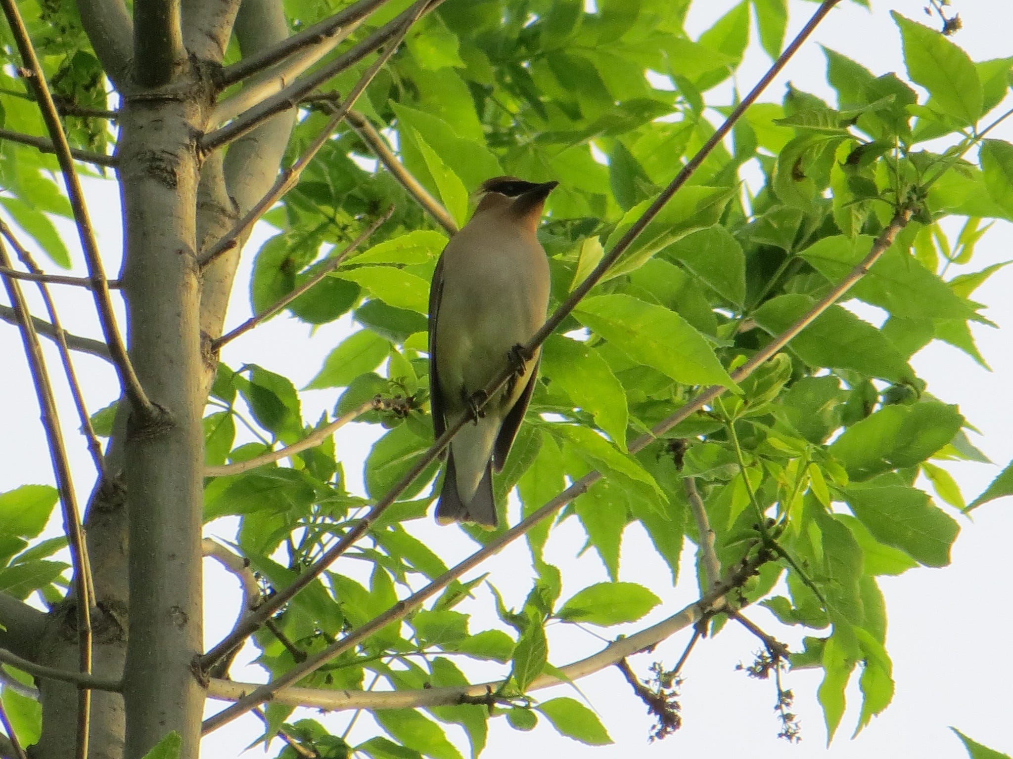 Natural Hamilton in Pictures: Birds - Natural Hamilton in Pictures - Medium