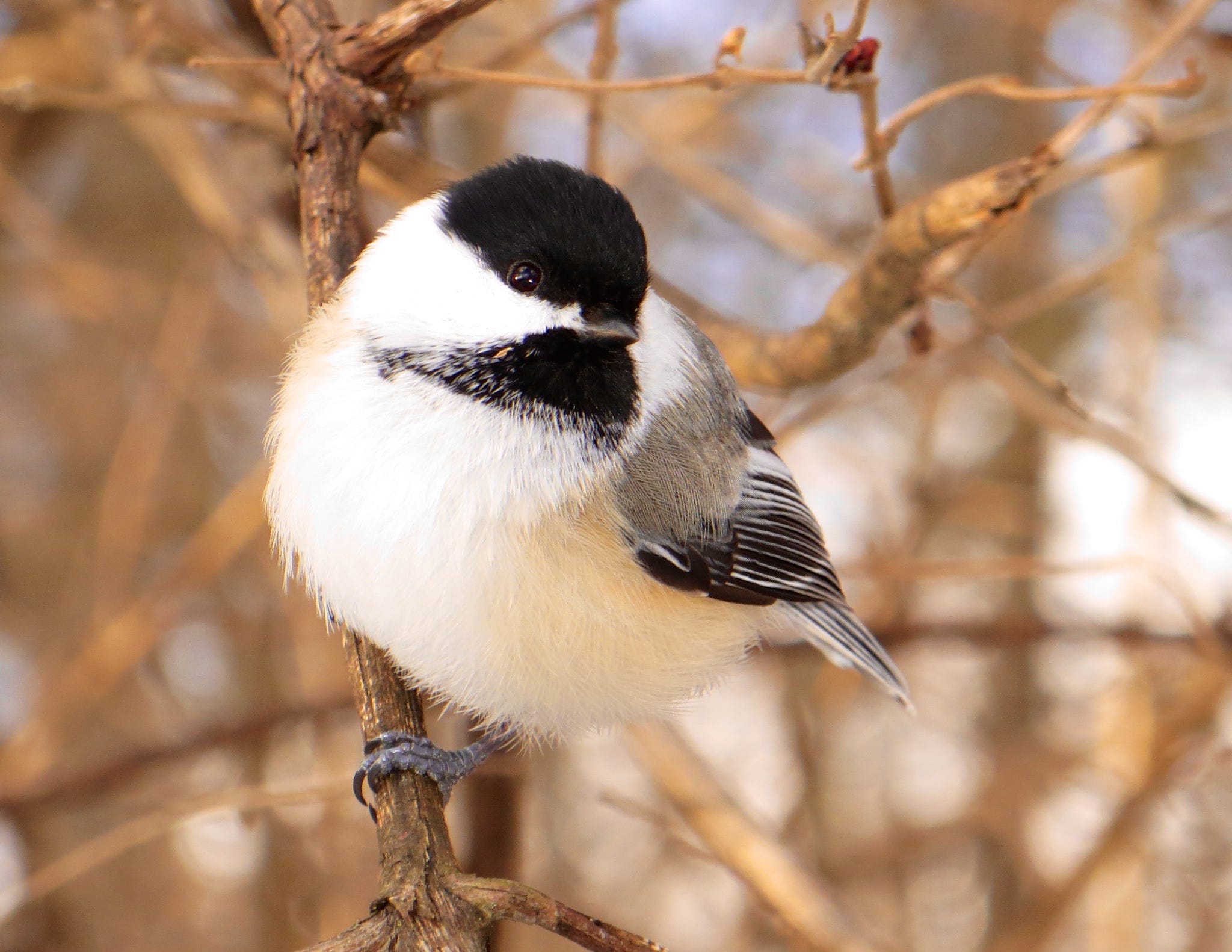 Natural Hamilton in Pictures: Birds | by Rob Porter | Natural Hamilton ...