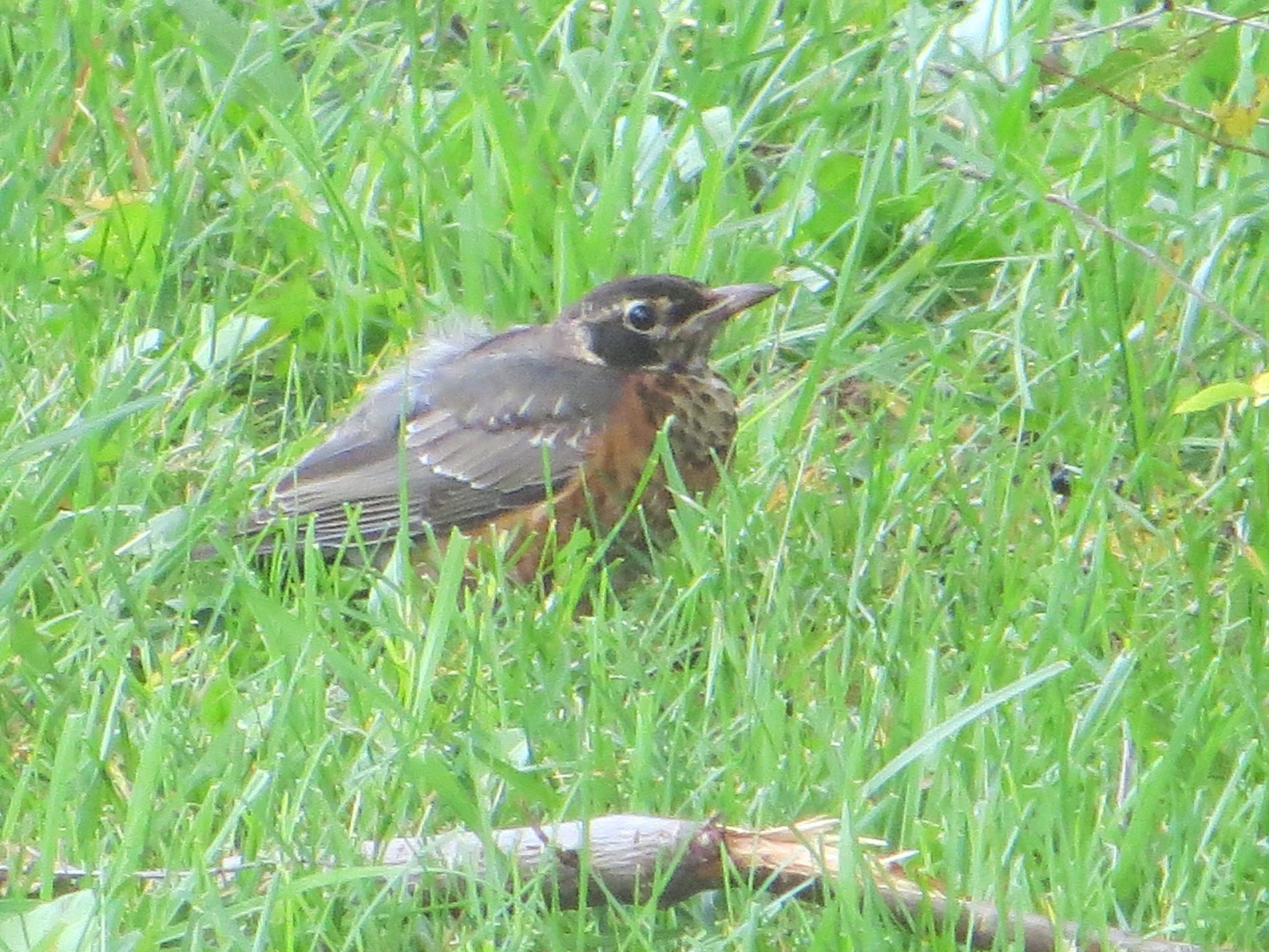 Natural Hamilton in Pictures: Birds - Natural Hamilton in Pictures - Medium