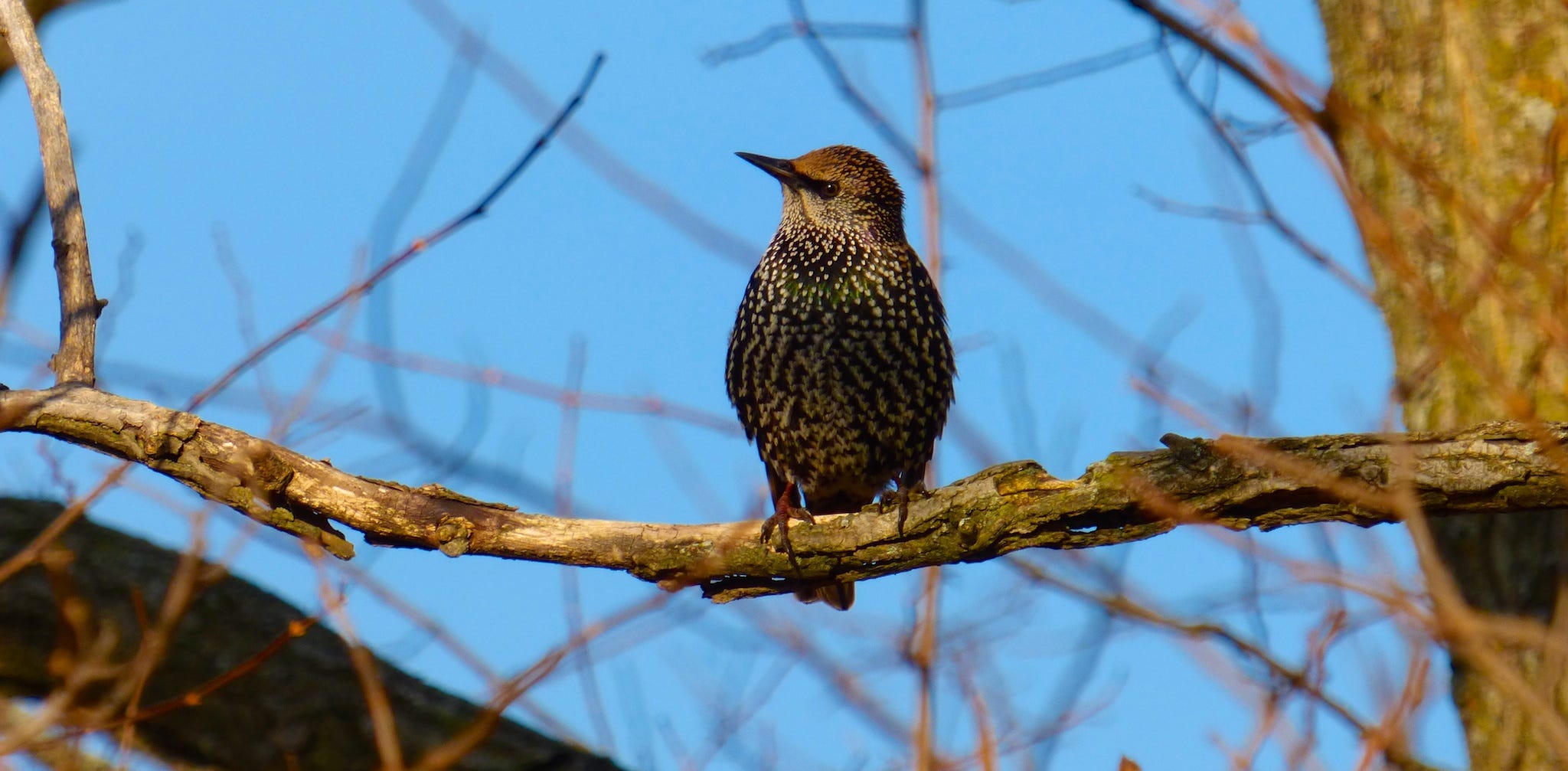 Natural Hamilton in Pictures: Birds - Natural Hamilton in Pictures - Medium