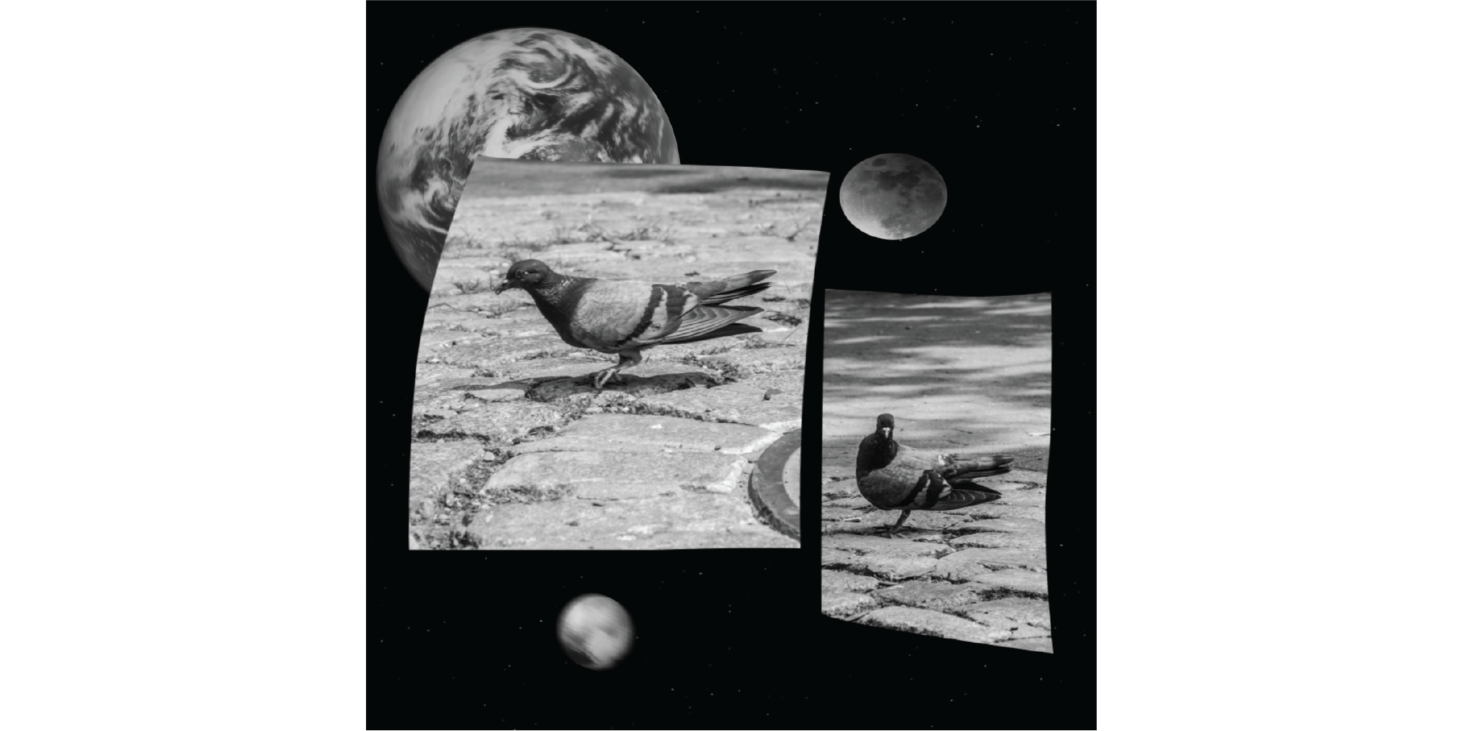 25 Days of Space Pigeons. A ode to our iconic mascot to celebrate… | by ...