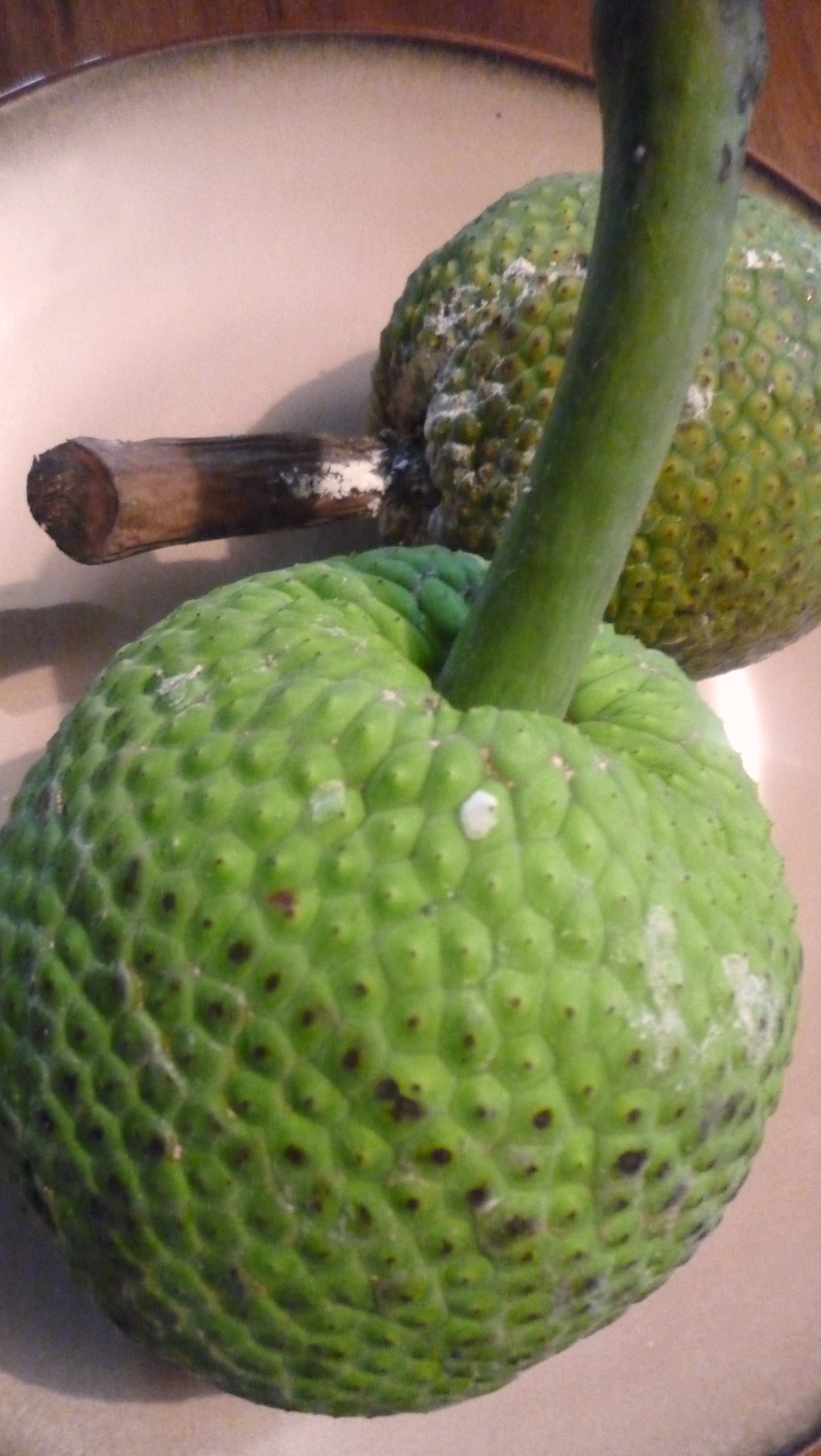 BREADFRUIT. From a painful past to a miracle futur. | by Mathilde Grand ...