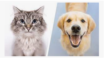 Audio classification of Dogs and Cats using CNN and RNN | by Jay Goyal ...