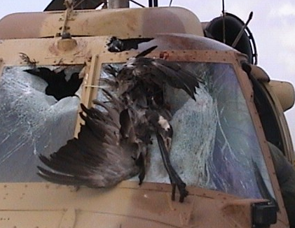 The War Against Birds: We’re Killing Them All! | by Choire Sicha | The ...