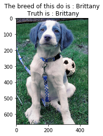 Dog Breed Identification Using Transfer Learning By Tamer Farag Medium