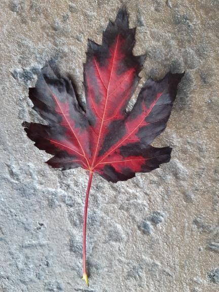 The Best Leaf of 2021 - The Daily Cuppa - Medium