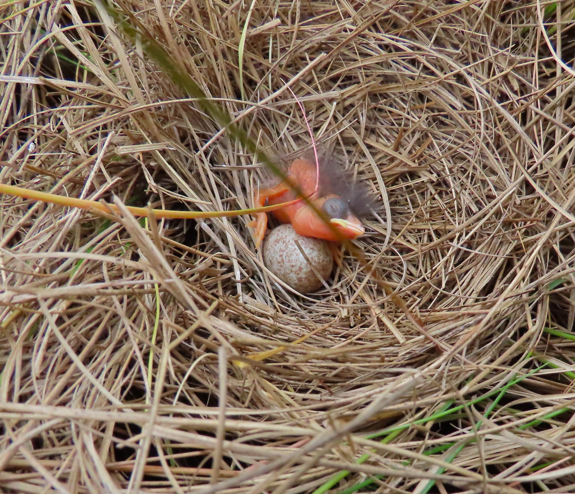 Saving a half-hidden treasure: Get to know the saltmarsh sparrow | by U ...