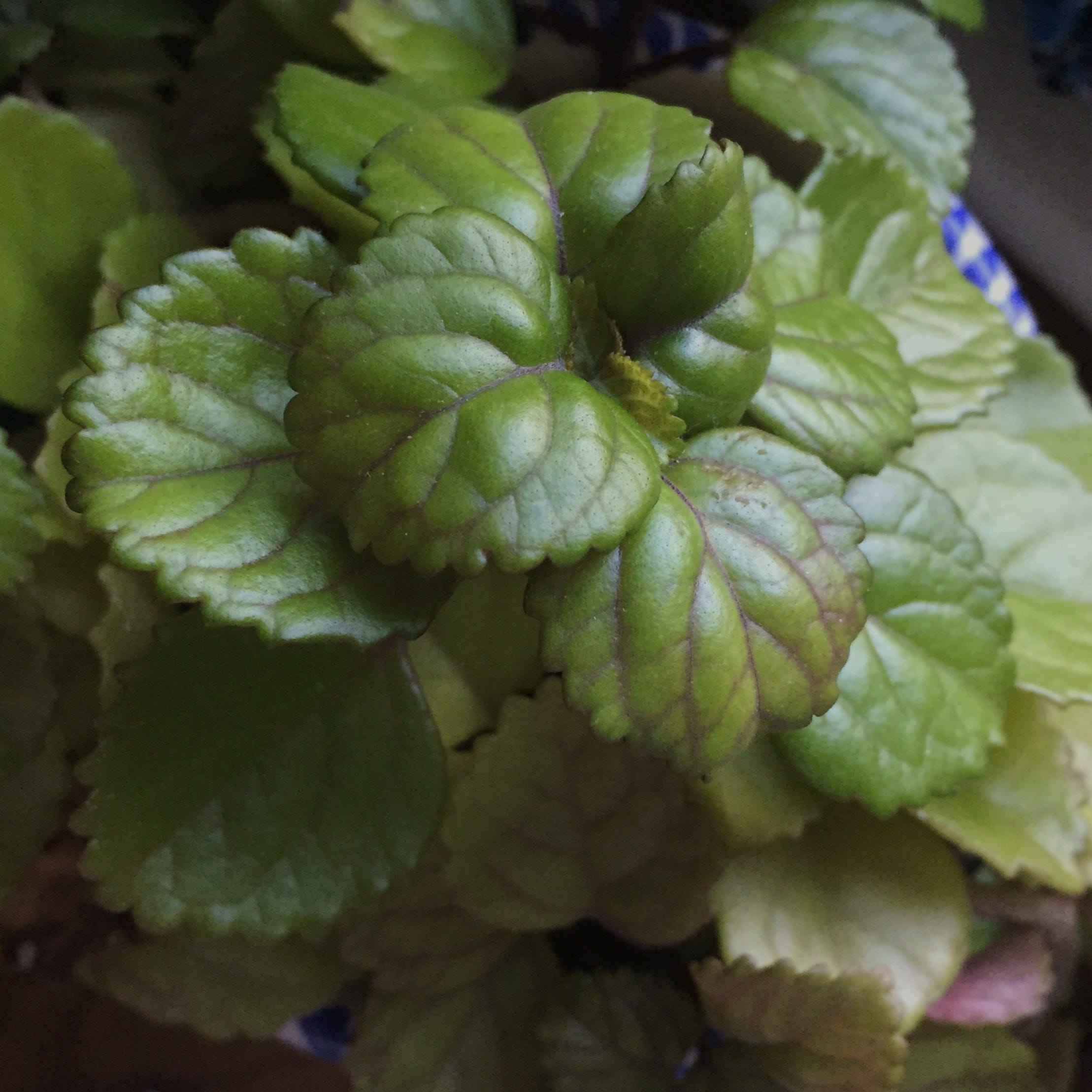 The Swedish Ivy. 10 Weeks of Swedish Ivy Observations | by Sara ...
