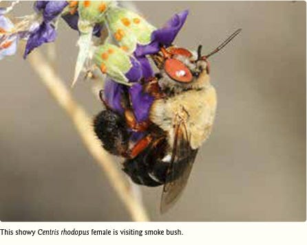 Beeing Paige Embry. (Our Native Bees, Paige Embry, January… | by David ...