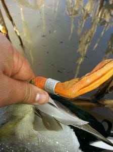 Waterfowl Banding | Adding Bands to your Lanyard | by StoneRoadMedia ...