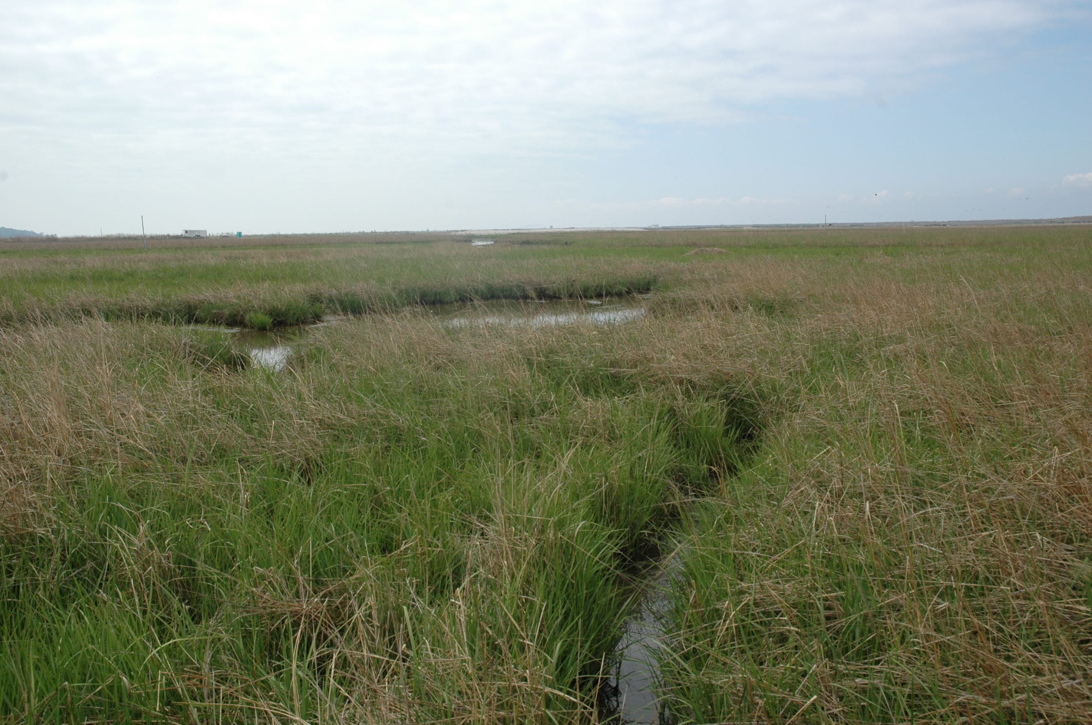 Marshmaker, marshmaker, make me a marsh | by Lauri Munroe-Hultman ...