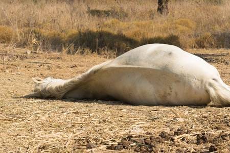 Un caballo muerto. “No pueden, y no deben, por fuerza… | by Feffo ...
