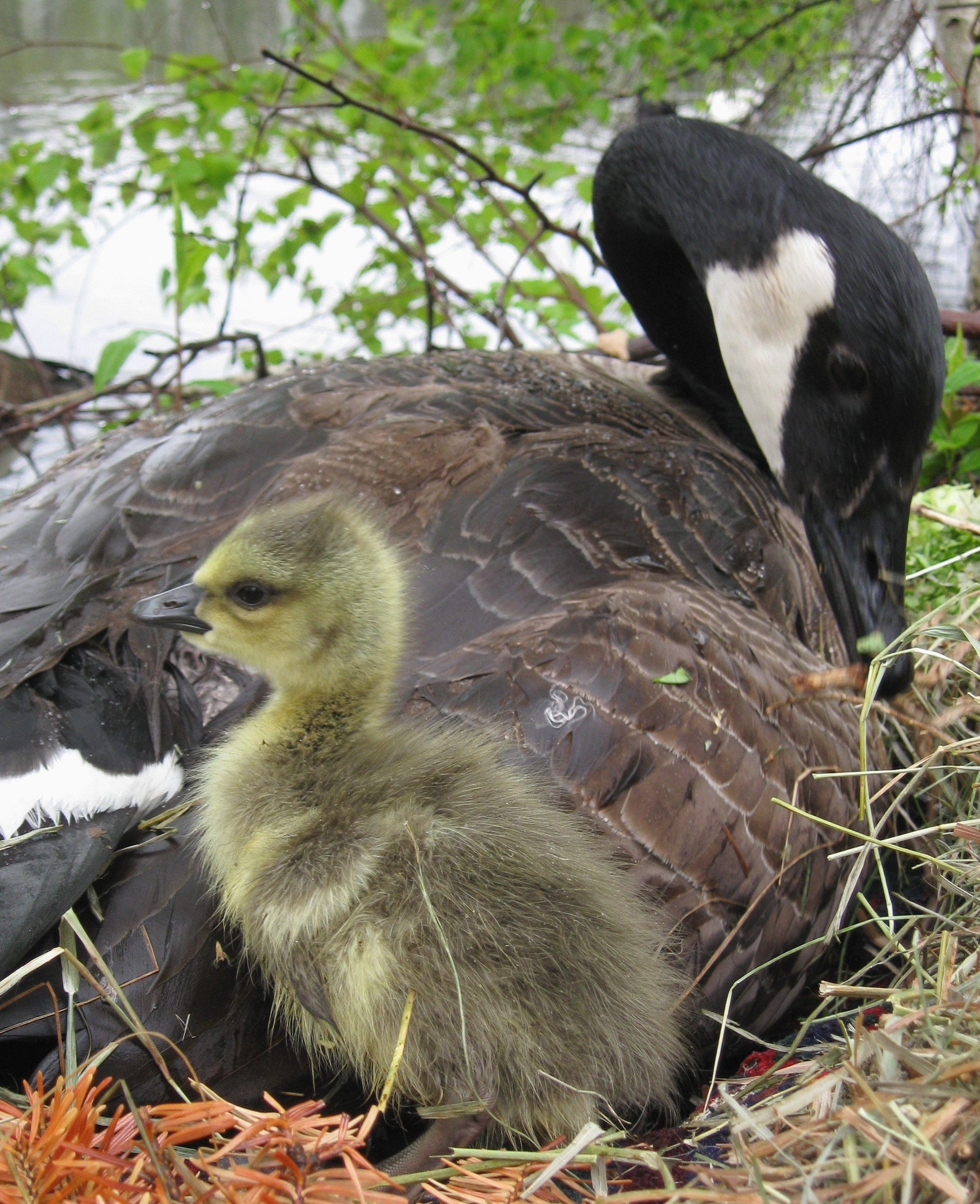 Greta the Goose (2009, Hager Pond) | by Lori McCray | SNAPSHOTS | Medium